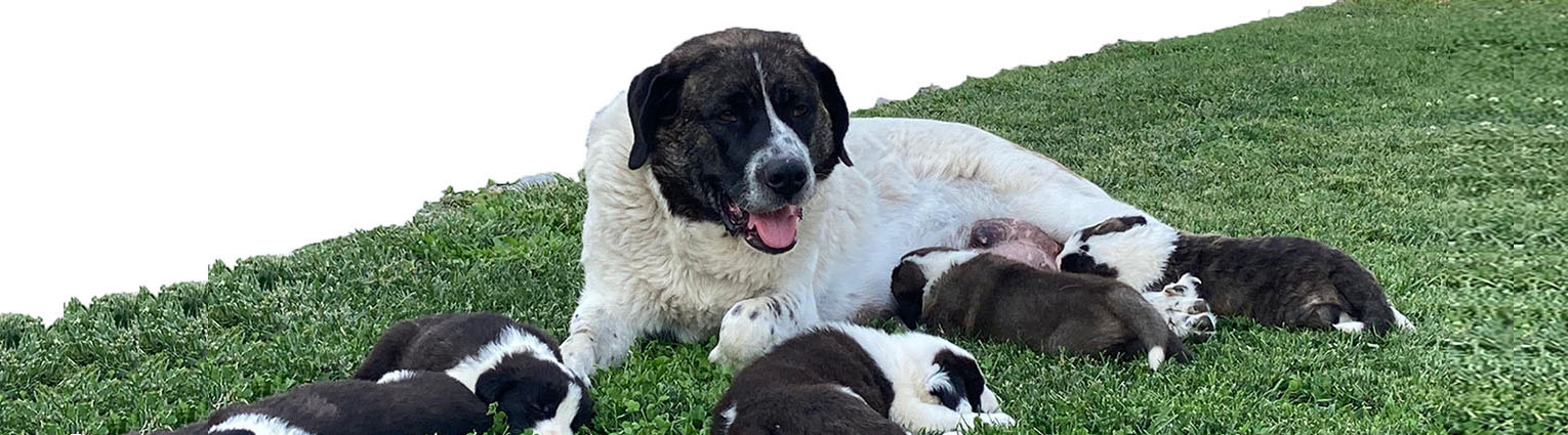 Rafeiros do Alentejo - Rafeiros do Alentejo - O maior cão do Portugal