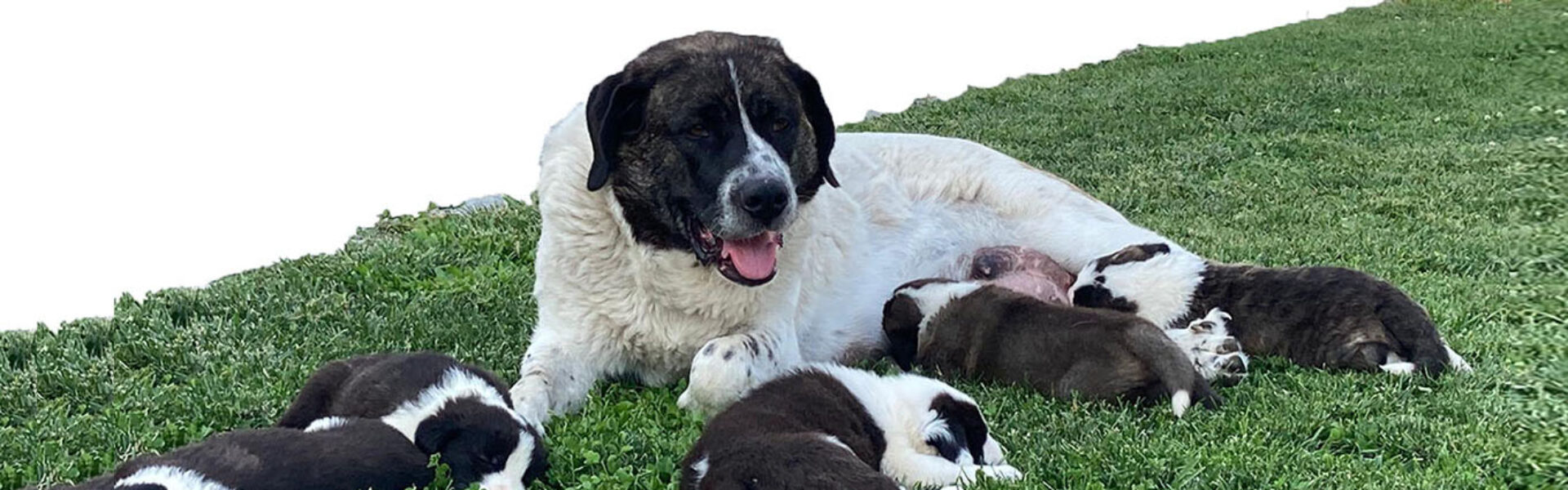 De Rafeiro do Alentejo - het grootste en mooiste hondenras van Portugal